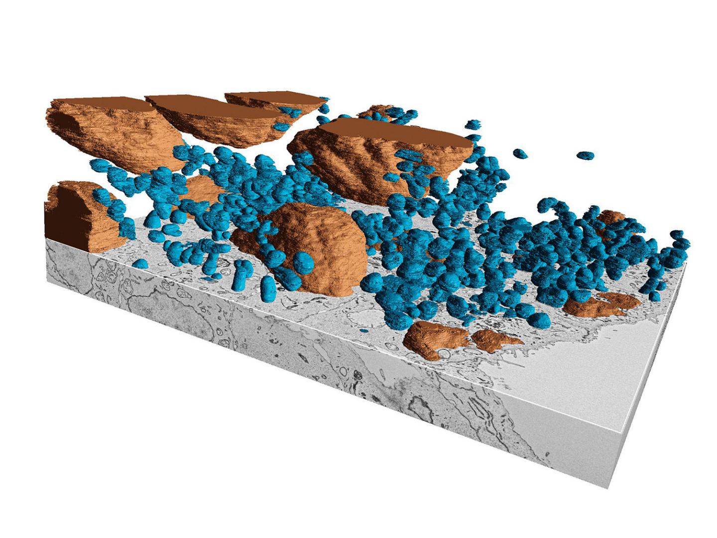 ZEISS Volutome: In-Chamber Ultramicrotome for Serial Block-Face SEM