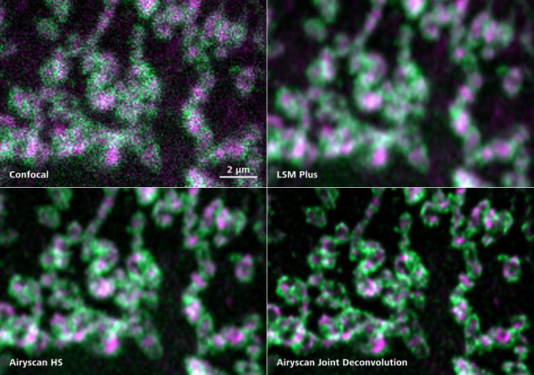 ZEISS LSM 900 with Airyscan 2 - Compact Confocal Microscope for Live ...